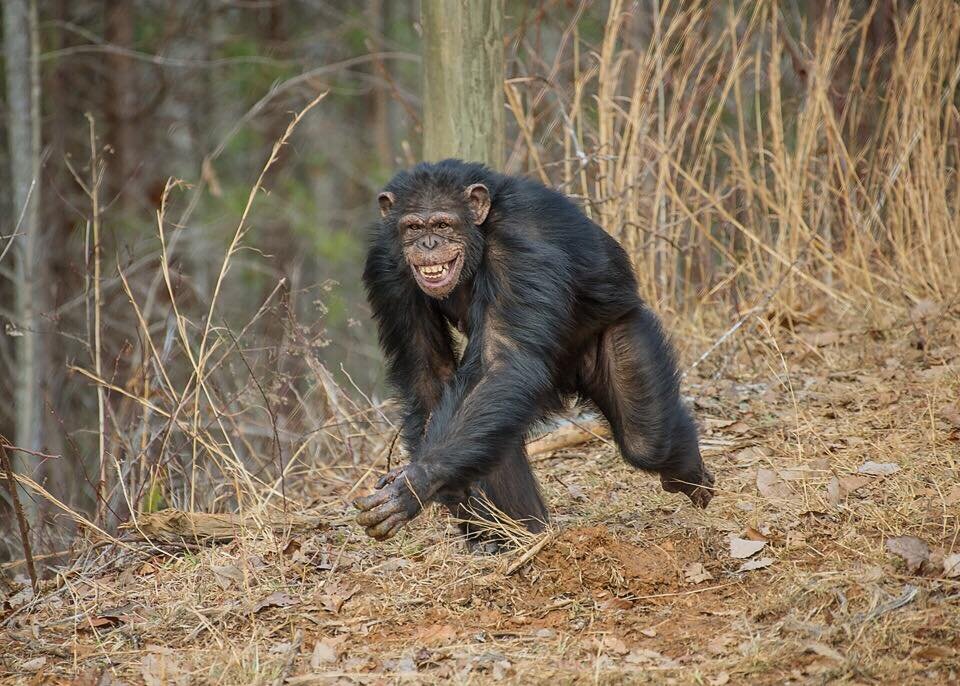 Lab Chimp Sees Open Sky For The First Time At Georgia Sanctuary - The Dodo
