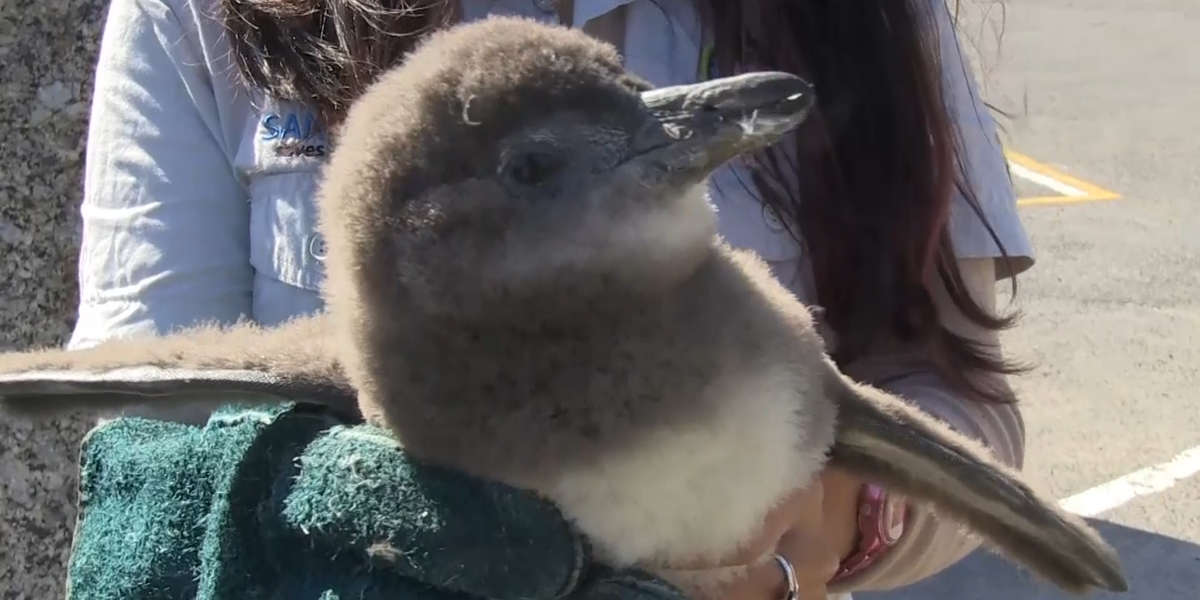 Stranded Baby Penguins Get The Help They Need - Videos - The Dodo