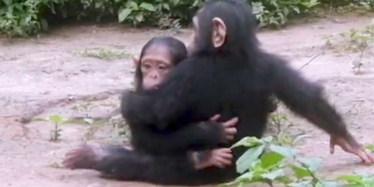Orphaned Chimp Who Was Chained Up Is Finally Happy And Free - Videos ...