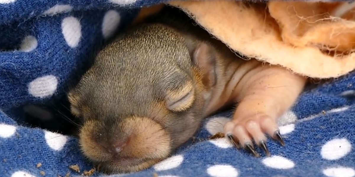 Woman Helps Mama Squirrel Find Baby Who'd Fallen From The Nest - Videos ...