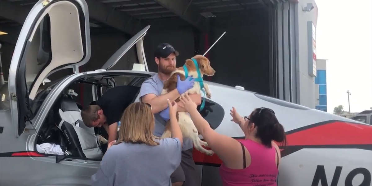 Pilots Fly Dozens Of Dogs Across The Country - Videos - The Dodo