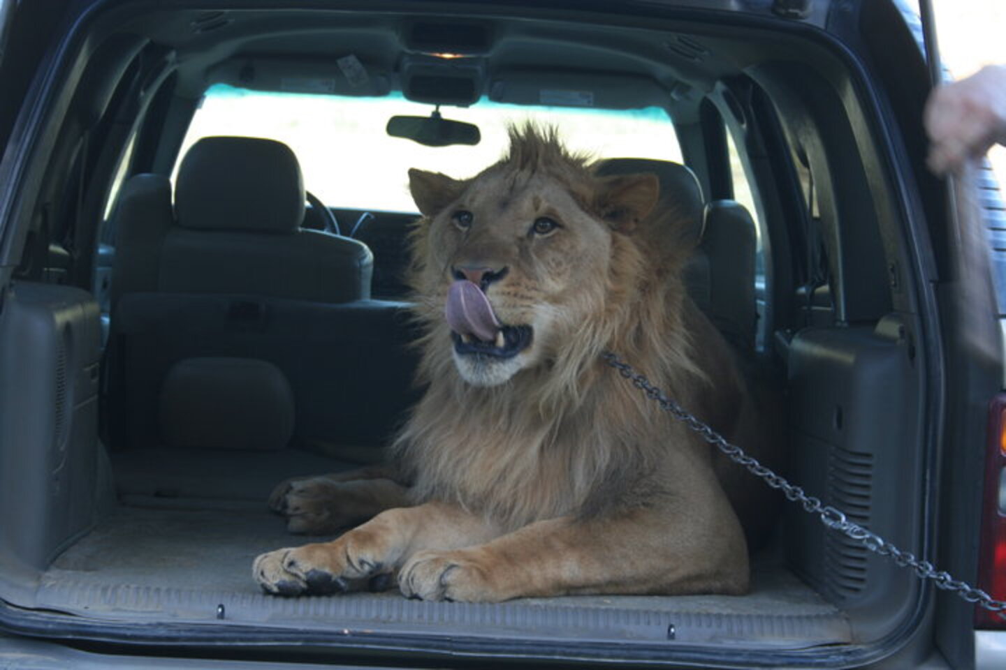 Hollywood Animal Trainer Is Banned From Training Animals For Films ...
