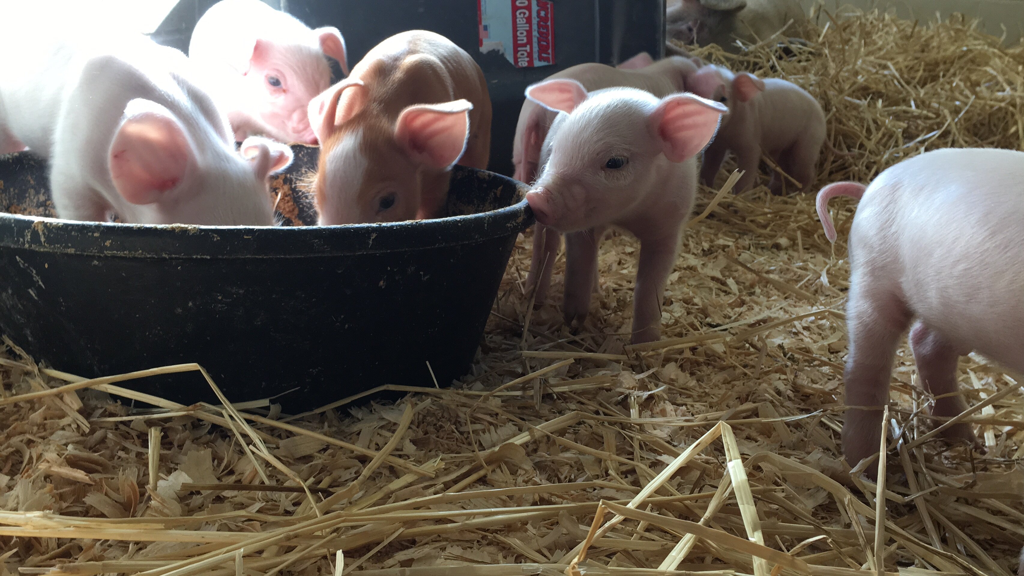 84 Starving Pigs Rescued From Upstate New York Farm - The Dodo
