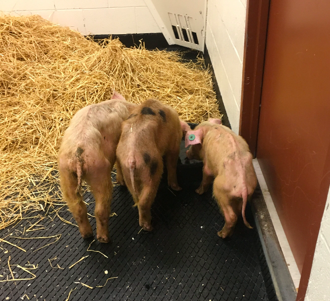 84 Starving Pigs Rescued From Upstate New York Farm - The Dodo