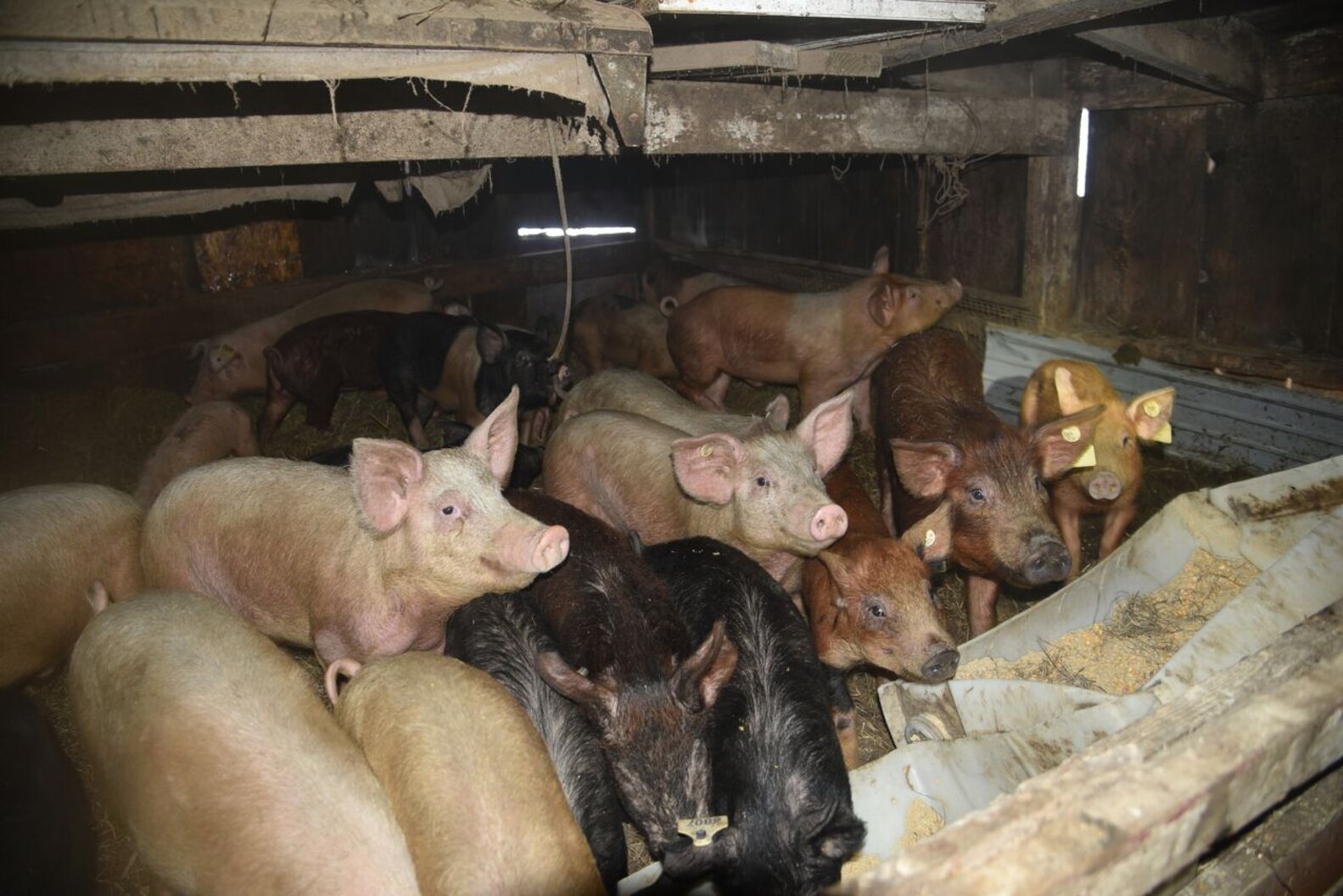 84 Starving Pigs Rescued From Upstate New York Farm - The Dodo