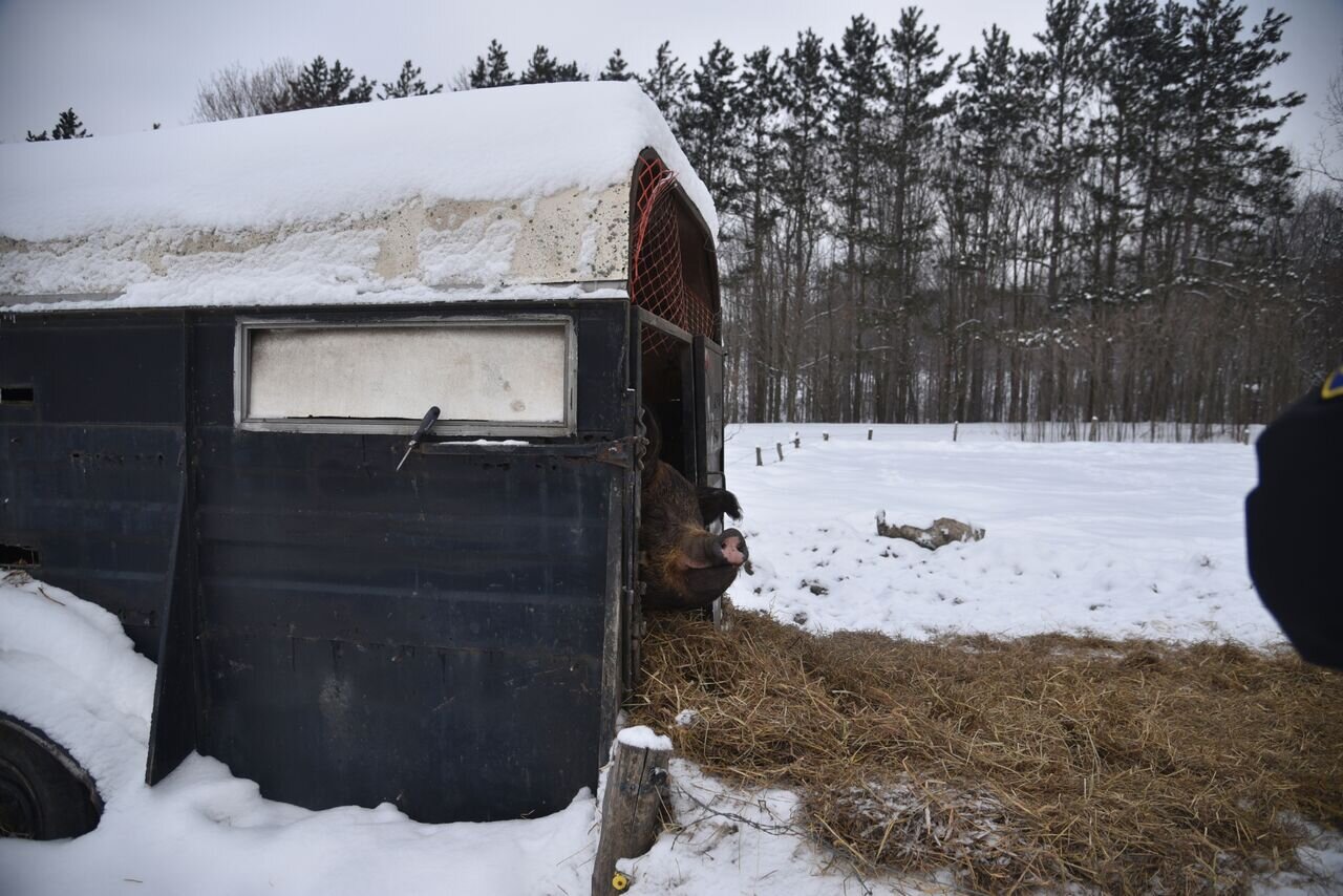 84 Starving Pigs Rescued From Upstate New York Farm - The Dodo