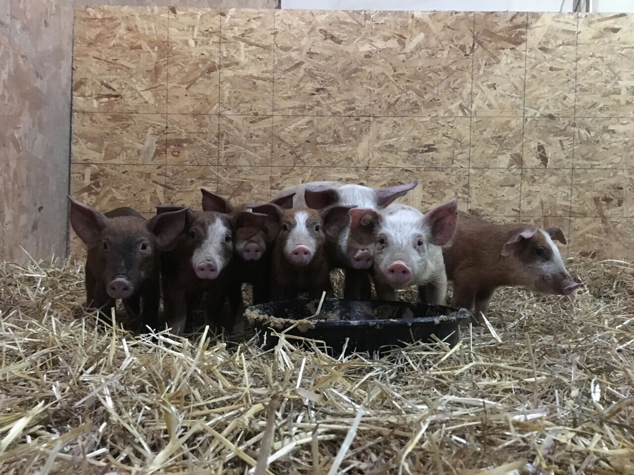 84 Starving Pigs Rescued From Upstate New York Farm - The Dodo