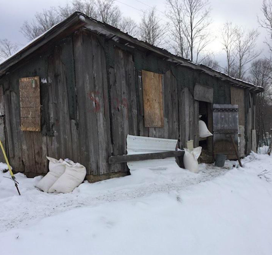 84 Starving Pigs Rescued From Upstate New York Farm - The Dodo