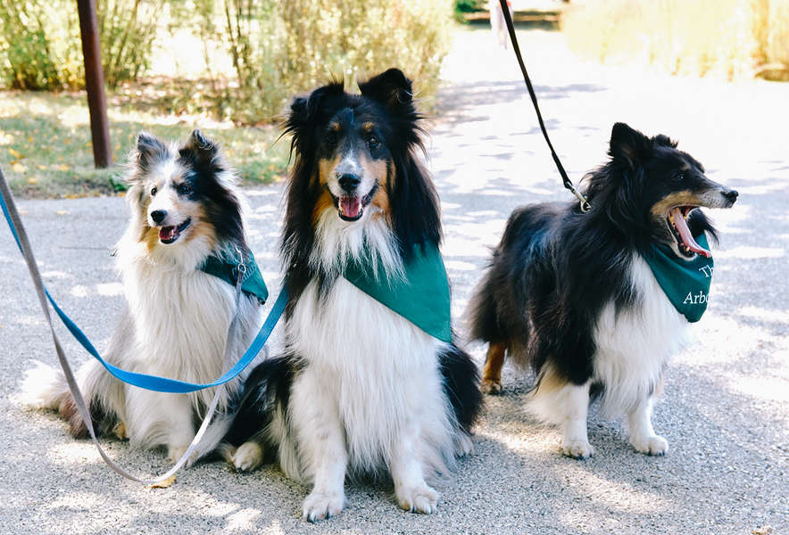 Do These Fun Spring Outdoor Activities With Your Dog - Thrillist