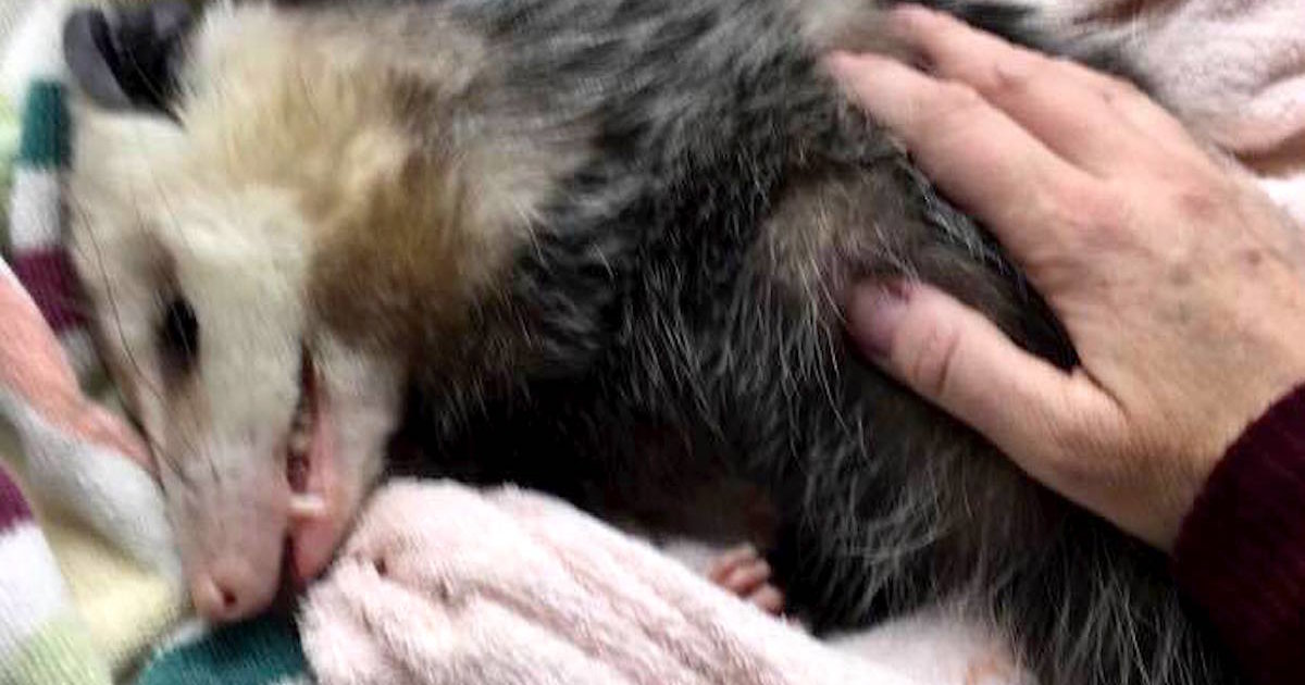 Rescue Worker Determined To Save Wild Opossum With Injured Paw - The Dodo