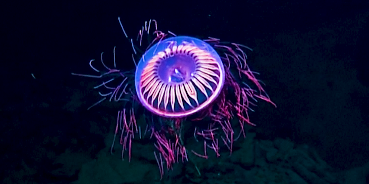 Rare Jellyfish