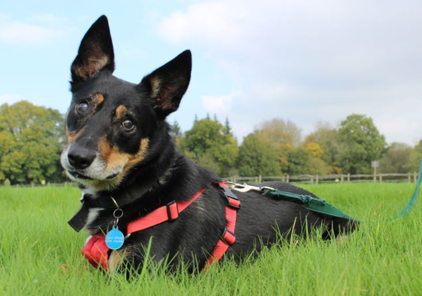 Blind Dog Has Been Waiting Years For A Real Home - The Dodo