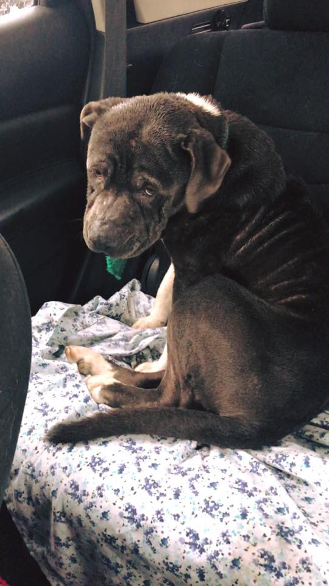 Sad Stray Dog Runs To Woman Who Pulled Over To Rescue Him - The Dodo