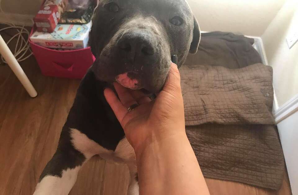 Sad Stray Dog Runs To Woman Who Pulled Over To Rescue Him - The Dodo