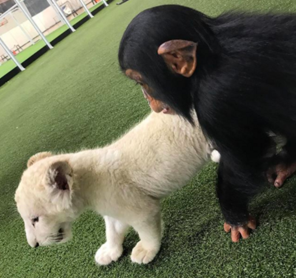 Truth Behind Miami Zoo Chimp Hugging Dog In Viral Video Isn't Cute ...