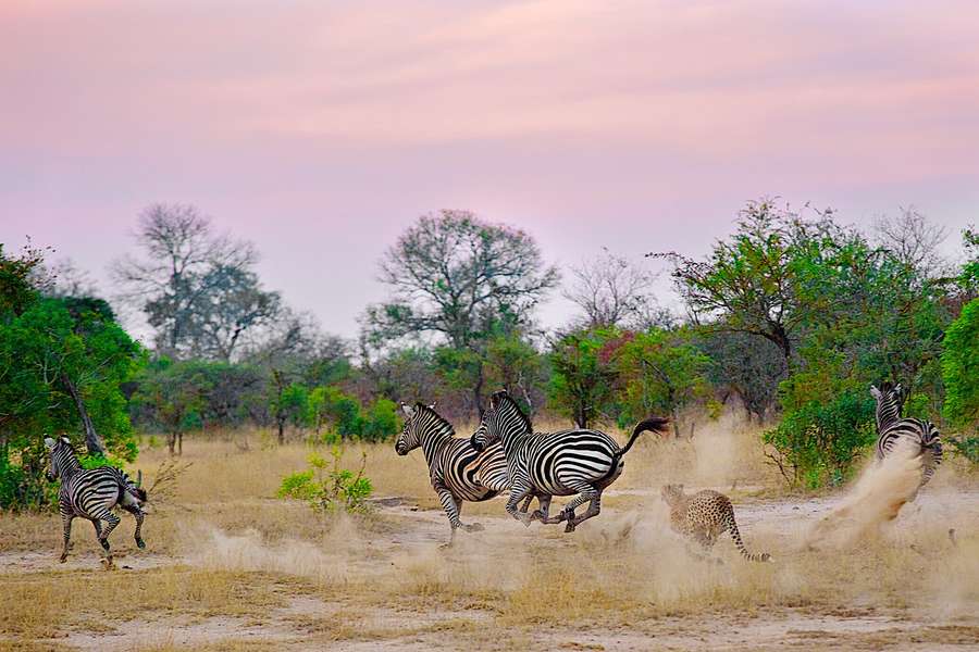 Zebras Running From Predator