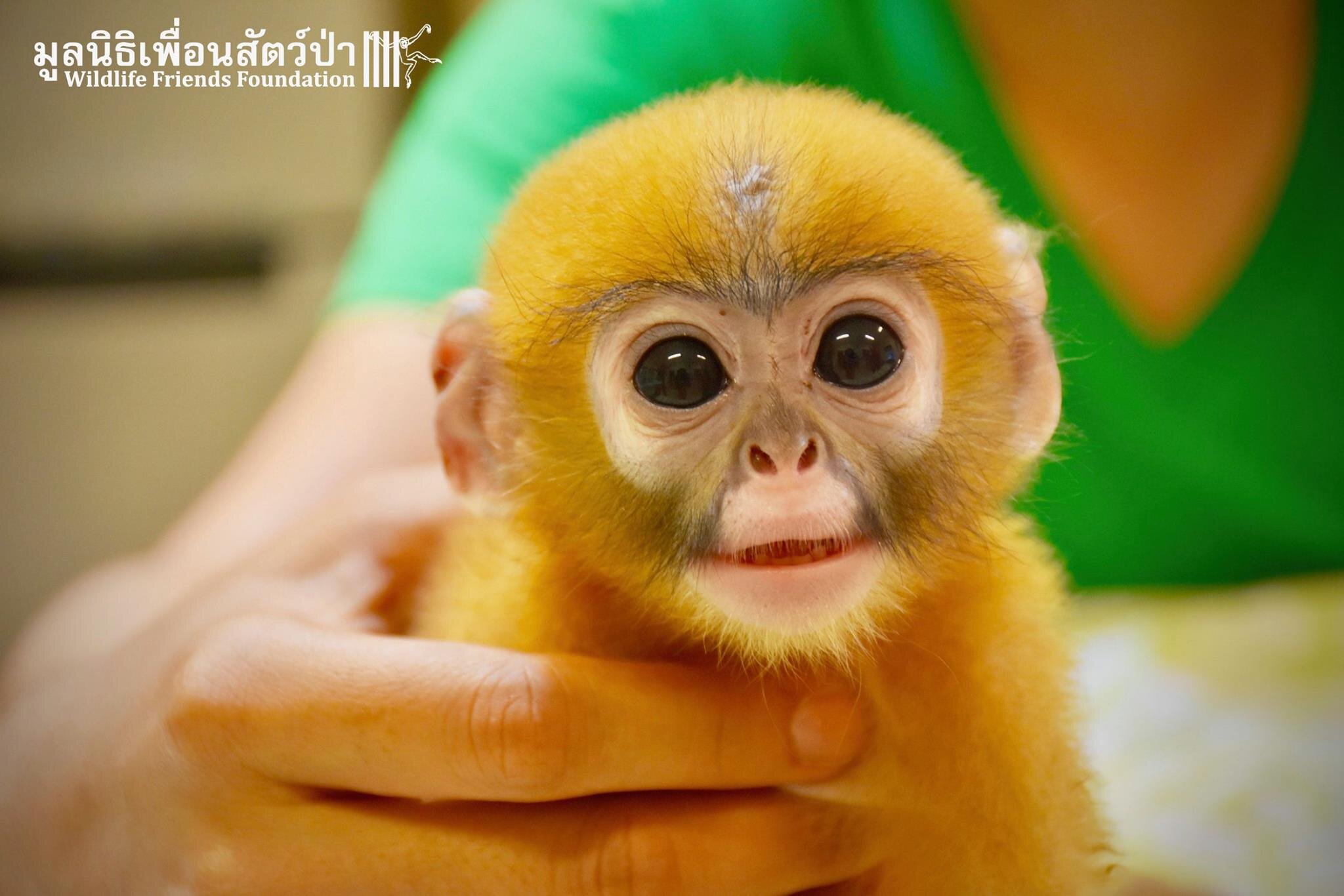 Baby Dusky Leaf Monkey Rescued From Being Toddler's Toy - The Dodo