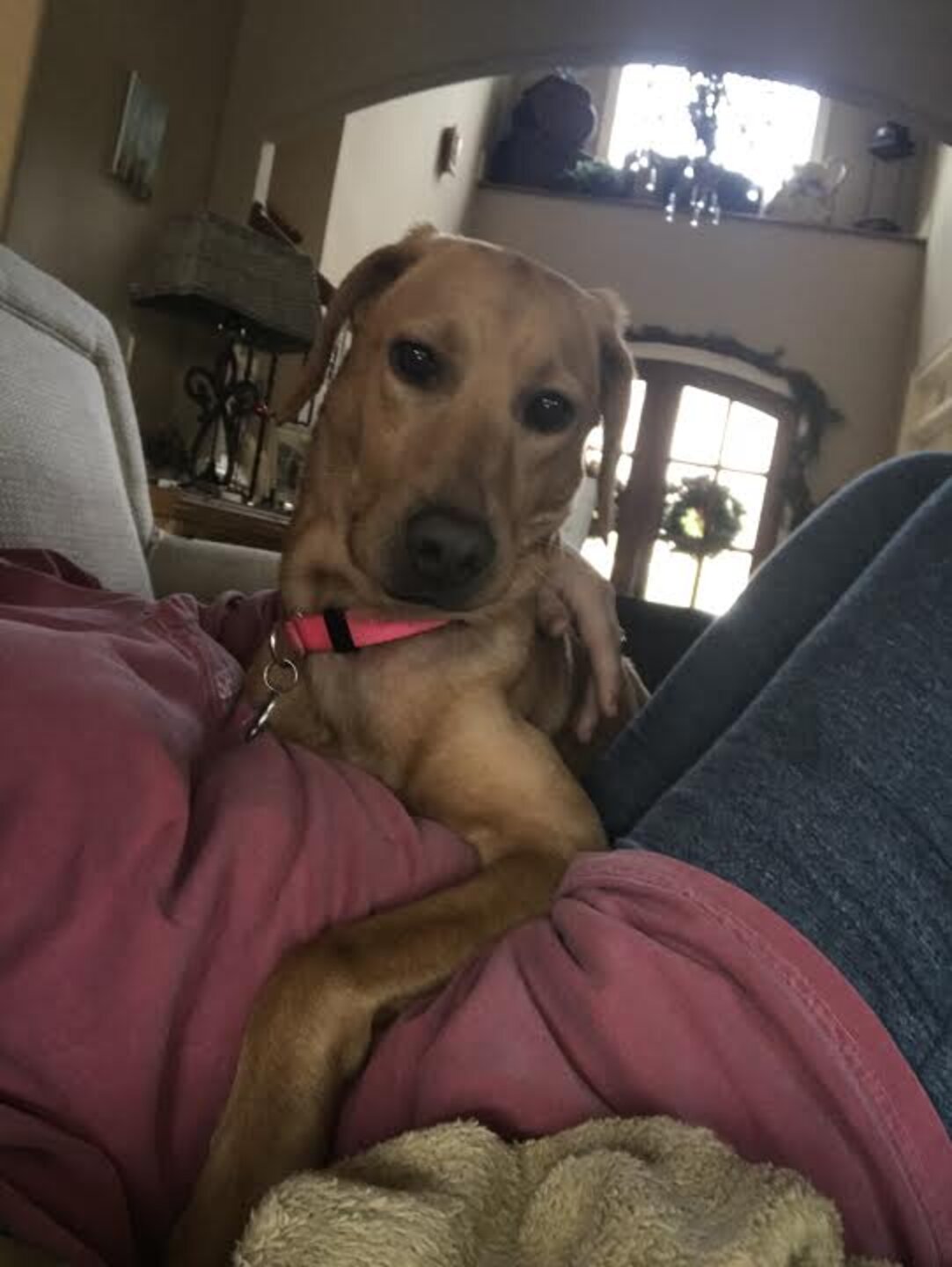 People Saved Starving Dog Found Alone On Road In Alabama - The Dodo
