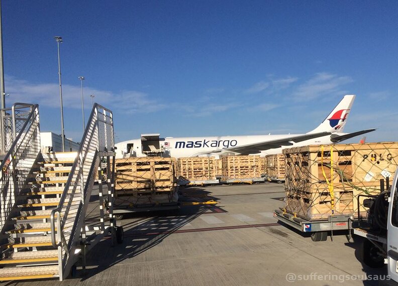 Sheep Are Packed Into Crates And Exported From Australia - The Dodo