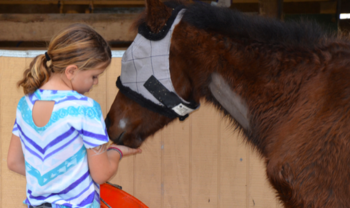 Pony Saved From Cruelty Becomes Horse Jumping Superstar - The Dodo