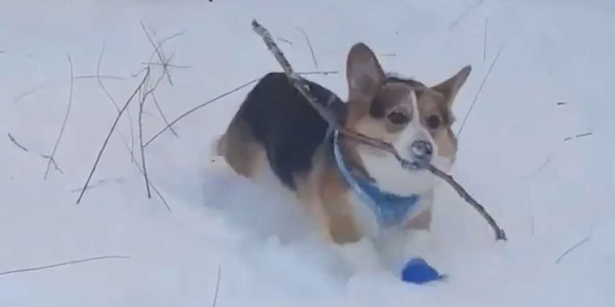 Just A Bunch Of Corgis Who LOVE Snow - Videos - The Dodo