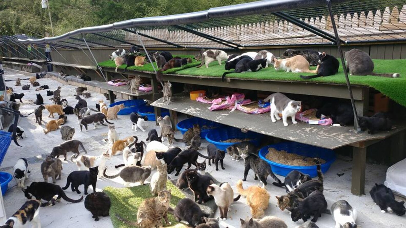 Meet The Long Island 'Cat Man' Who Has Rescued Thousands Of Strays ...