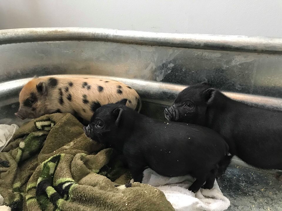 Rescue Pig Decides To Be 'Mom' To Rescued Piglets - The Dodo