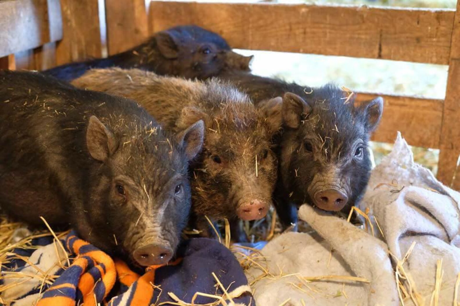Rescue Pig Decides To Be 'Mom' To Rescued Piglets - The Dodo