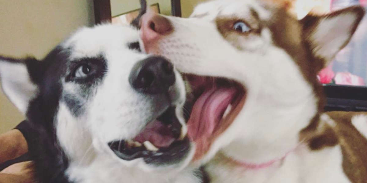 Whiny Husky Gets A New Sister - Videos - The Dodo