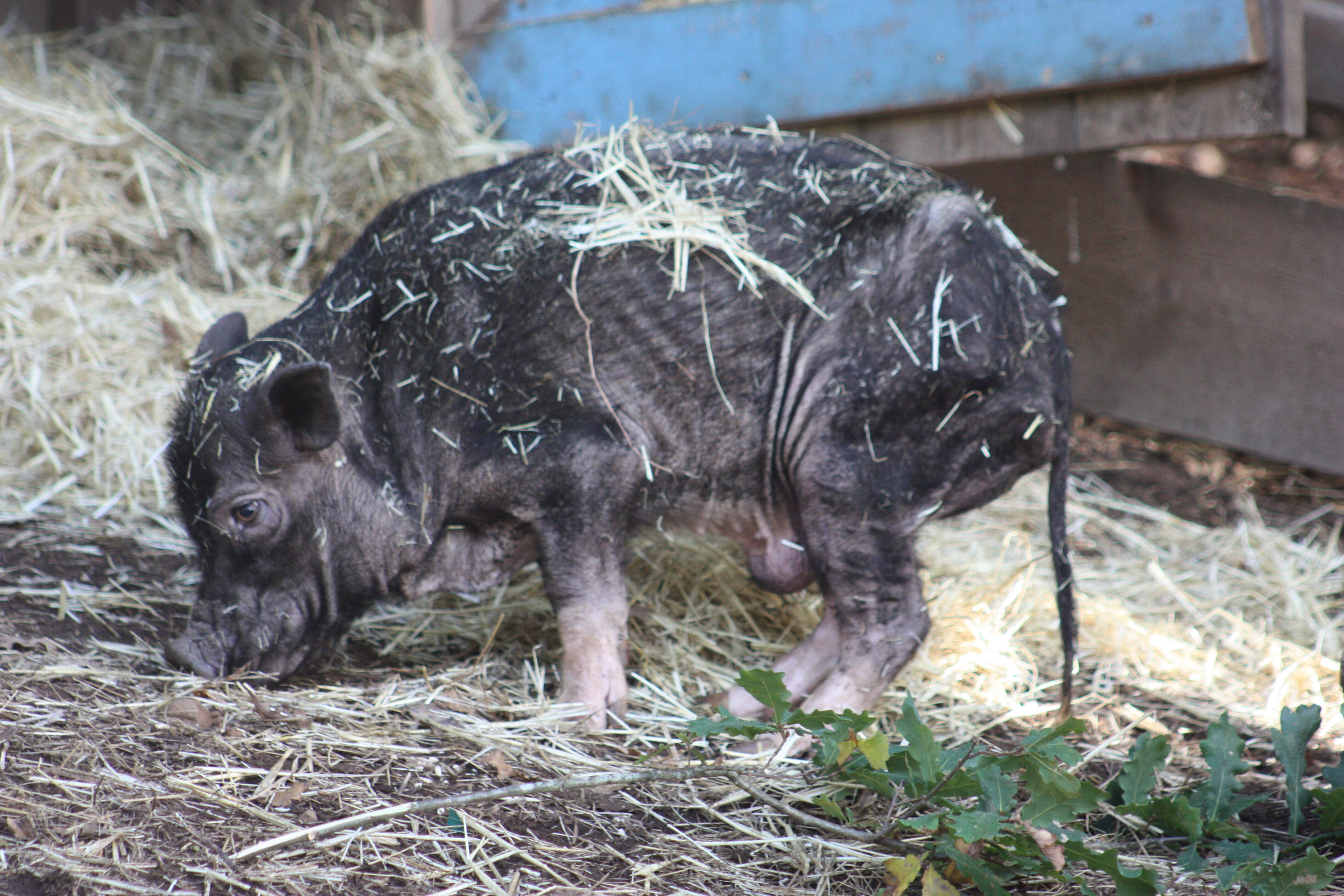 Pig Freed From Backyard Farm Feels Sun For The First Time - The Dodo