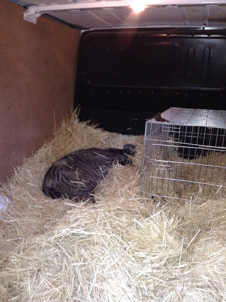 Pig Freed From Backyard Farm Feels Sun For The First Time - The Dodo
