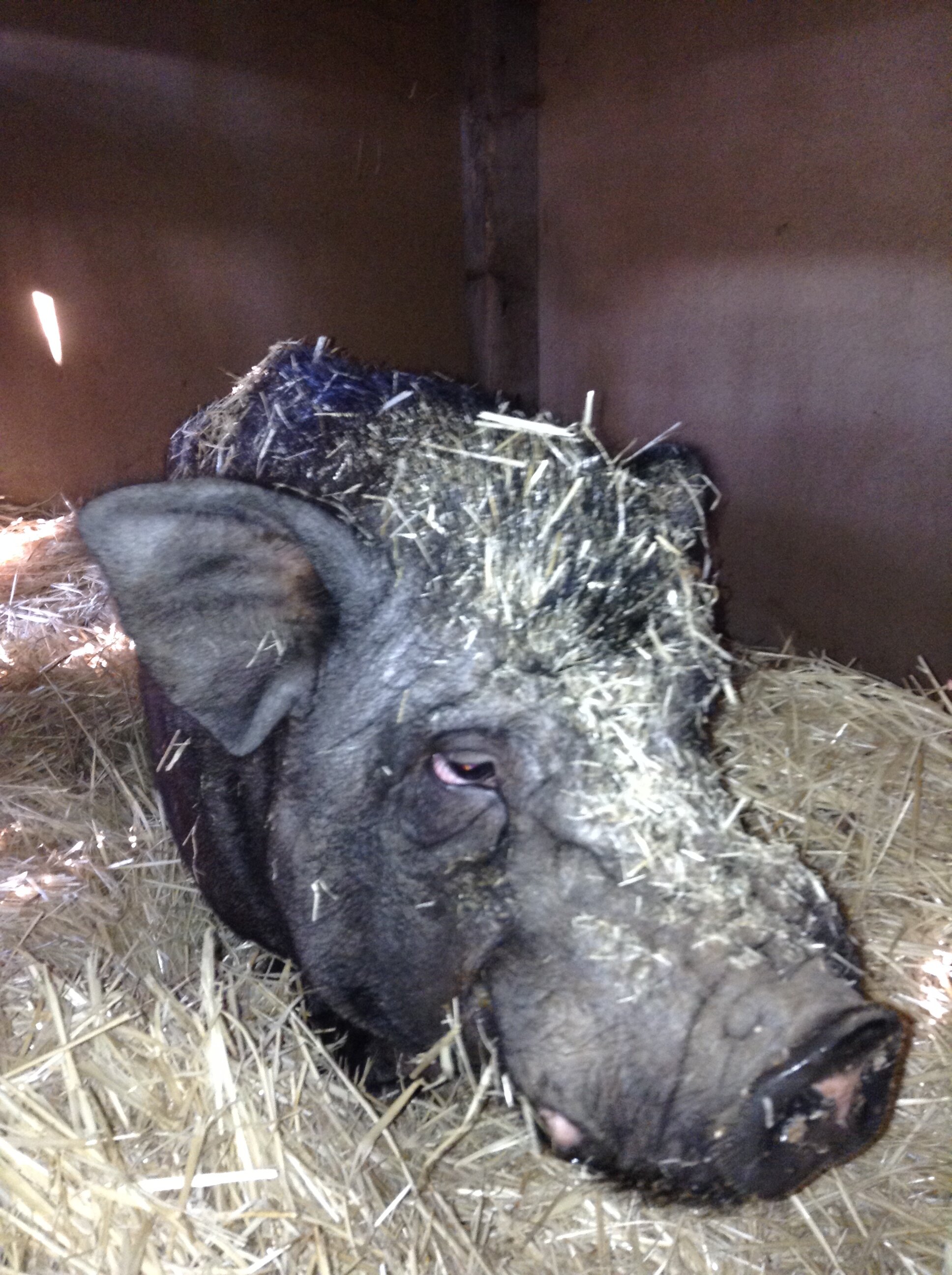 Pig Freed From Backyard Farm Feels Sun For The First Time - The Dodo