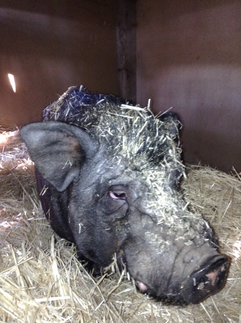Pig Freed From Backyard Farm Feels Sun For The First Time - The Dodo