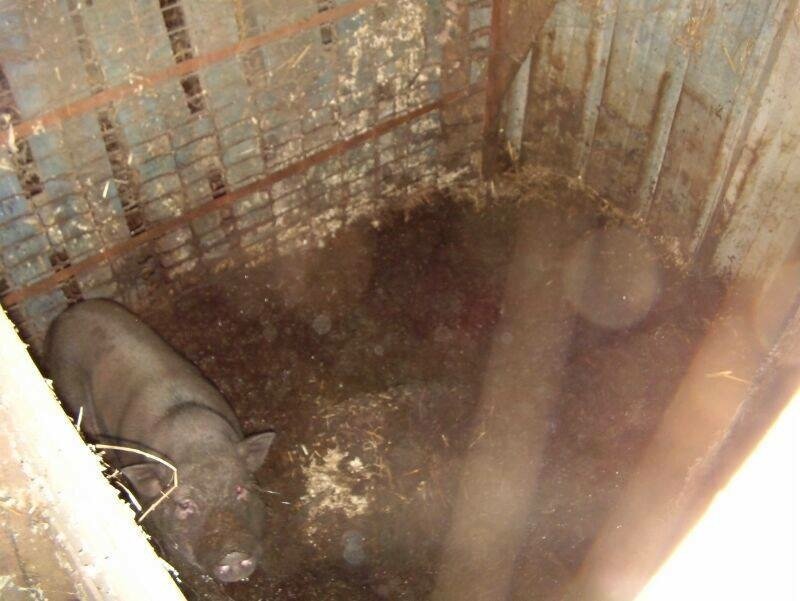 Pig Freed From Backyard Farm Feels Sun For The First Time - The Dodo