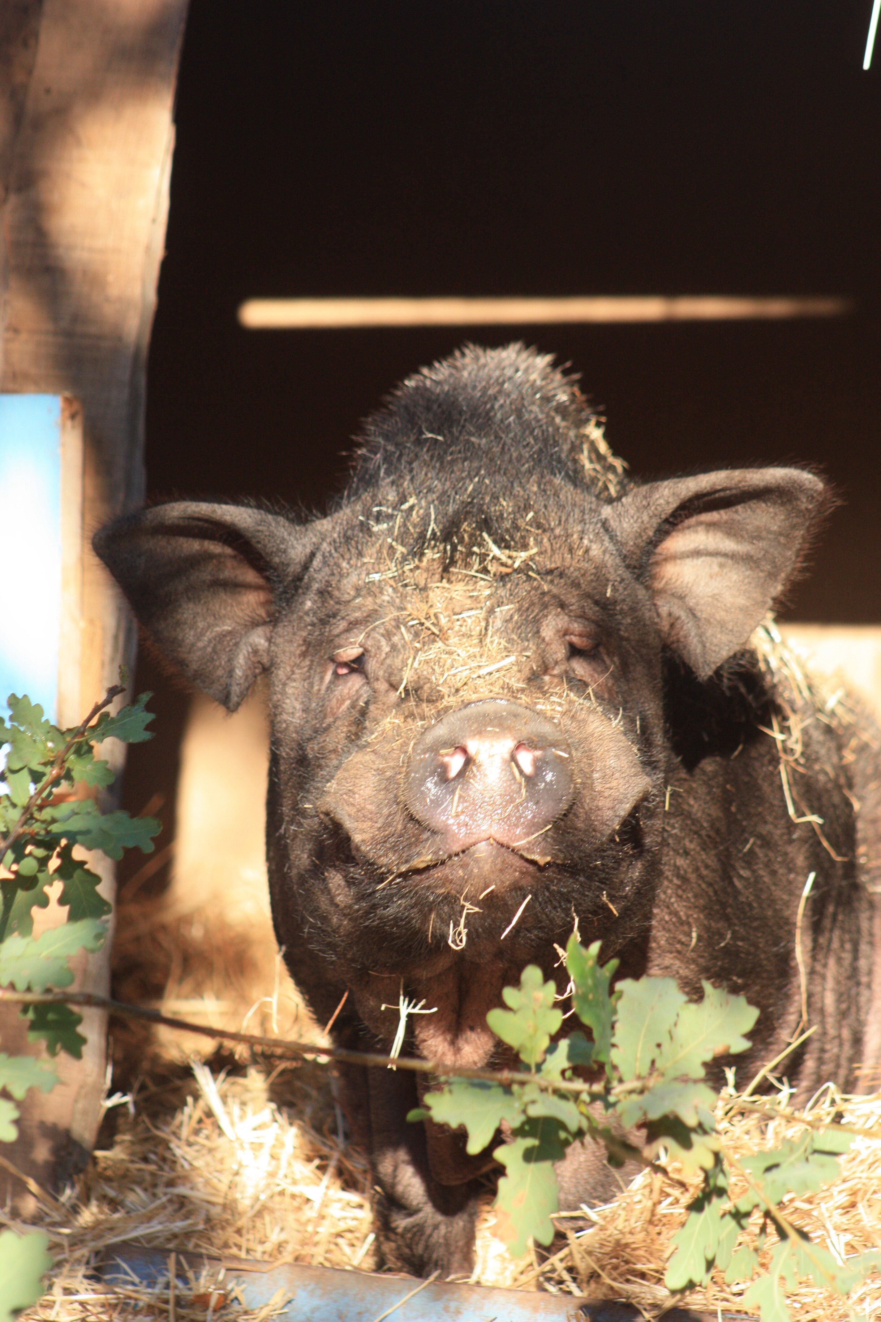 Pig Freed From Backyard Farm Feels Sun For The First Time - The Dodo