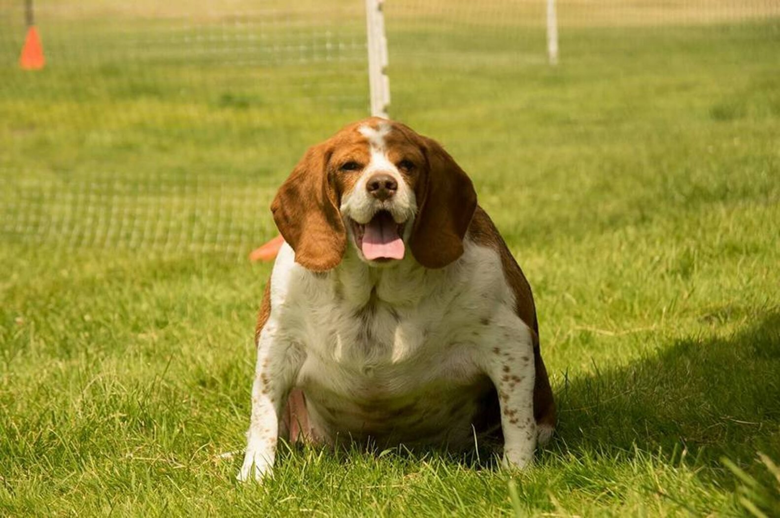 Obese Beagle Makes The Most Inspiring Fitness Transformation - The Dodo