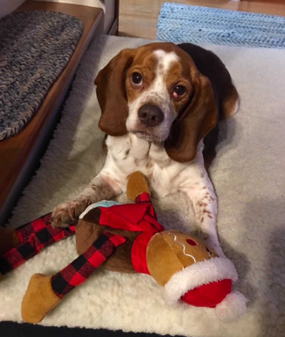 Obese Beagle Makes The Most Inspiring Fitness Transformation - The Dodo