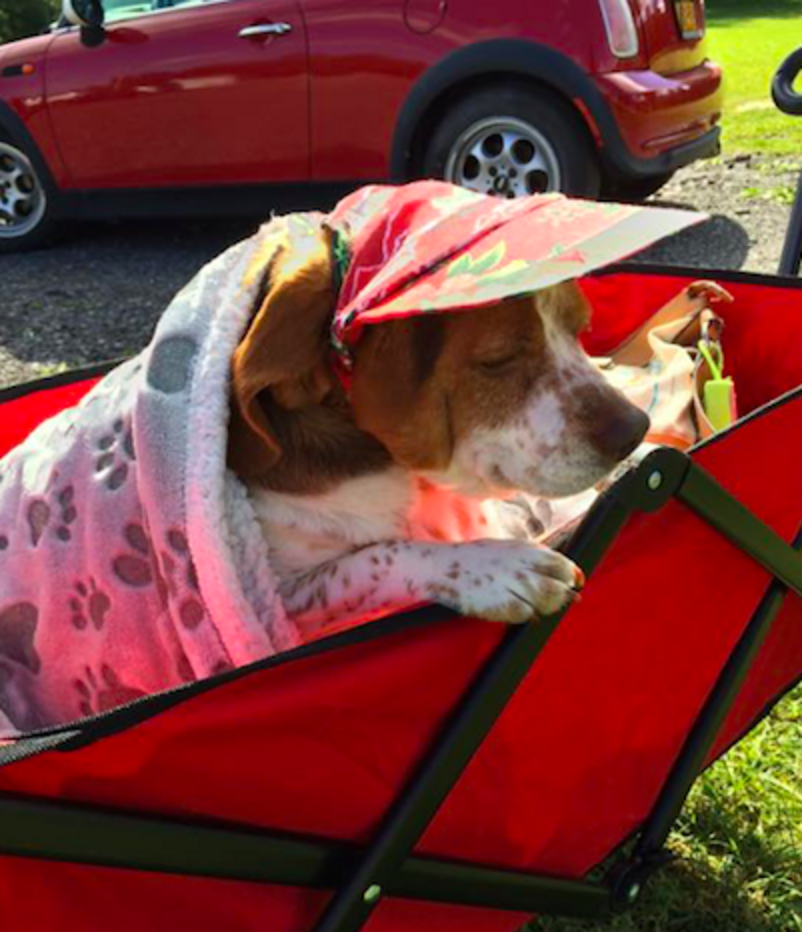 Obese Beagle Makes The Most Inspiring Fitness Transformation - The Dodo