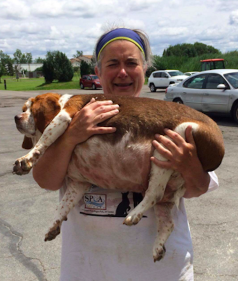 Obese Beagle Makes The Most Inspiring Fitness Transformation - The Dodo