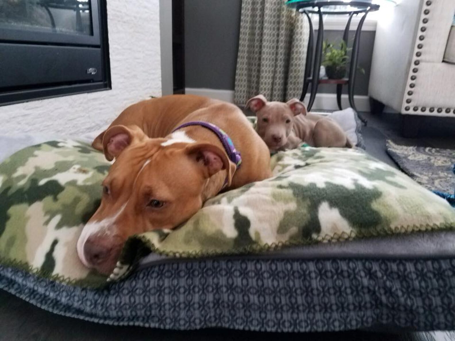 Pit Bull Puppy Wears The Tiniest Leg Braces To Help Him Grow Strong ...