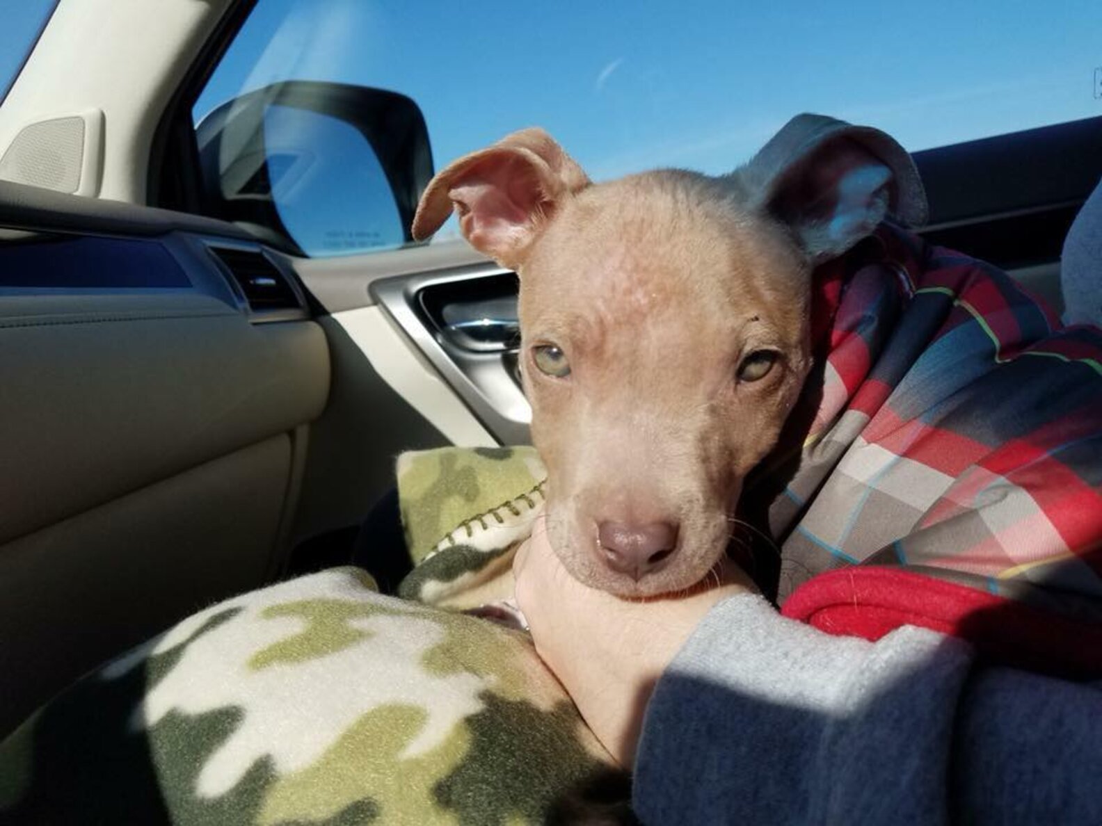Pit Bull Puppy Wears The Tiniest Leg Braces To Help Him Grow Strong ...