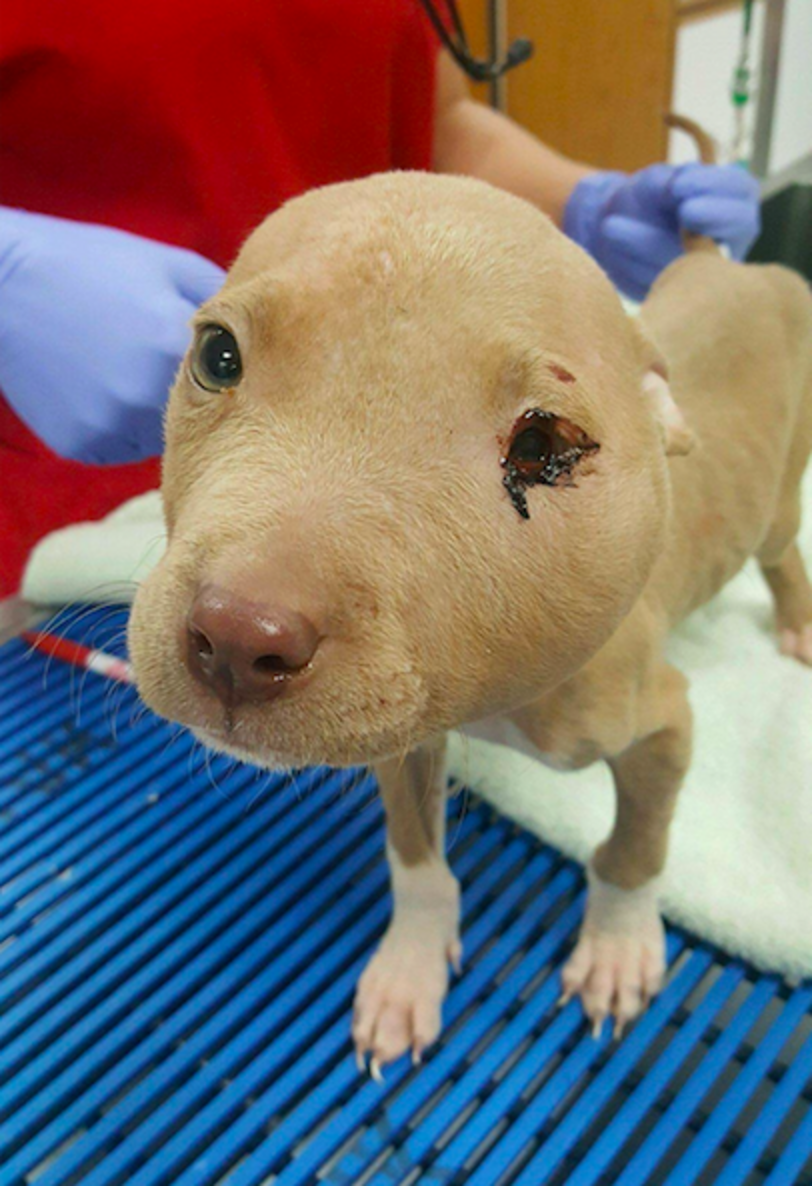 Pit Bull Puppy Wears The Tiniest Leg Braces To Help Him Grow Strong ...