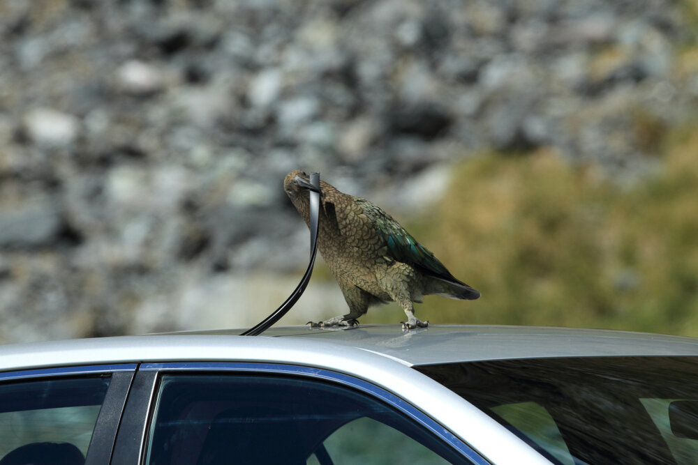 New Zealand Parrots Won't Stop Playing With Traffic Cones - The Dodo