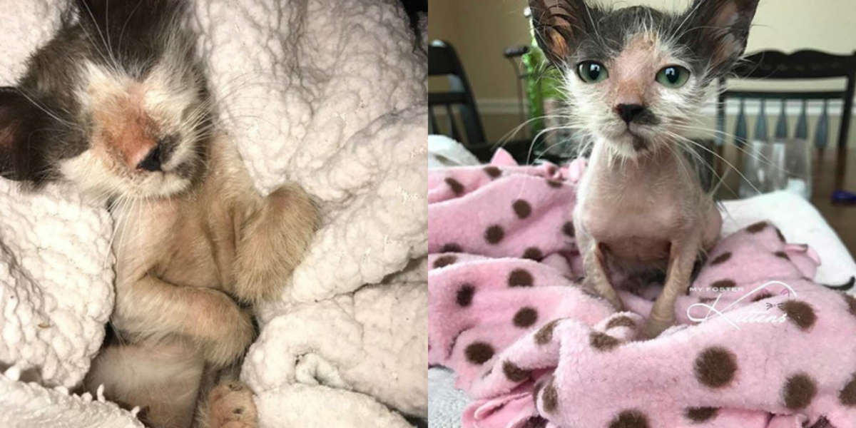 Sick Hairless Kitten Turns Into The Fluffiest Cat With The Right Care ...