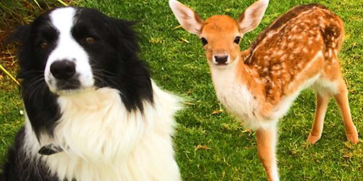 Rescued Baby Deer Grows Up With Dogs - Videos - The Dodo