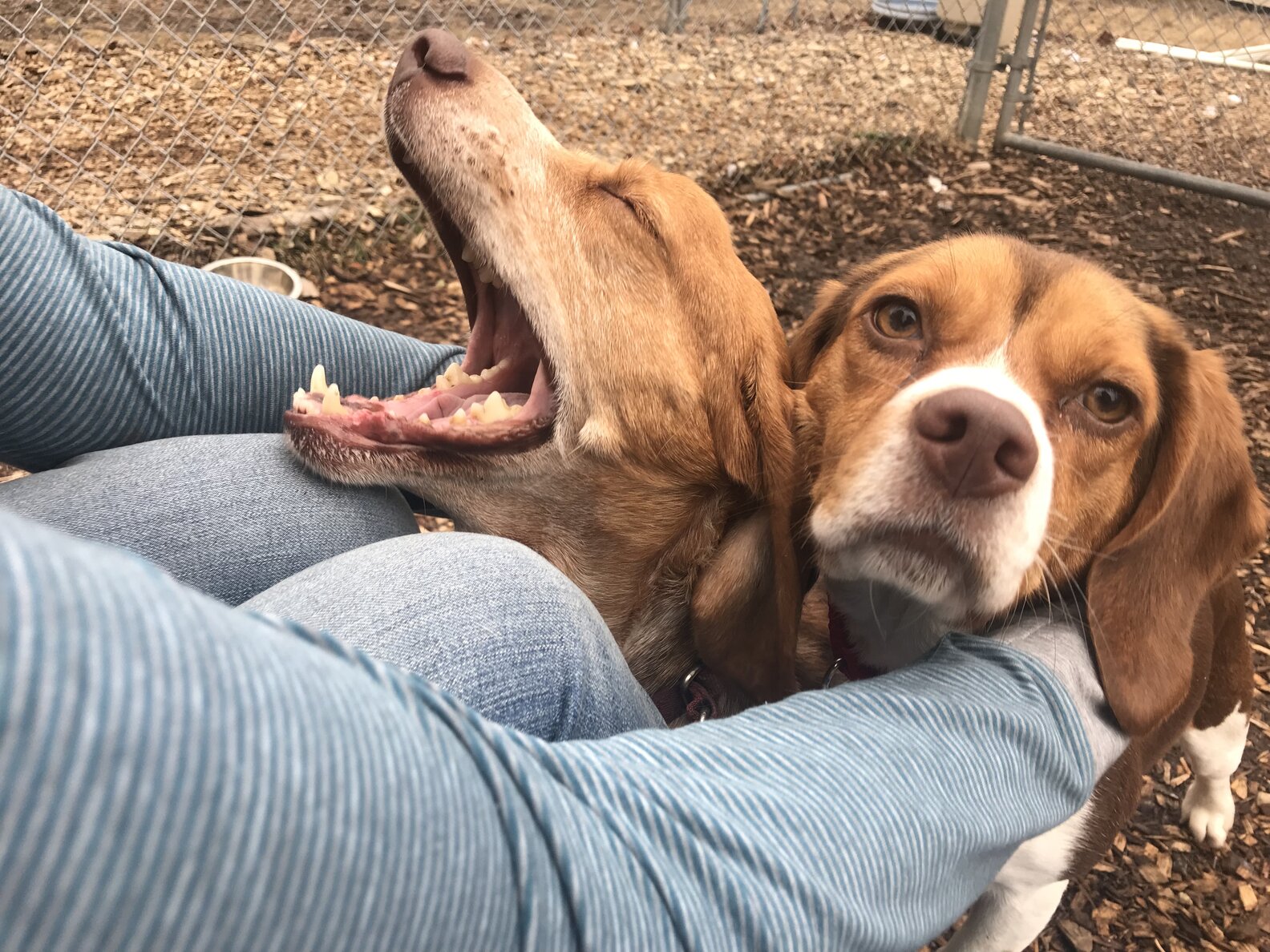 Beagle Mother And Daughter Have Sweetest Reunion After Being Separated ...