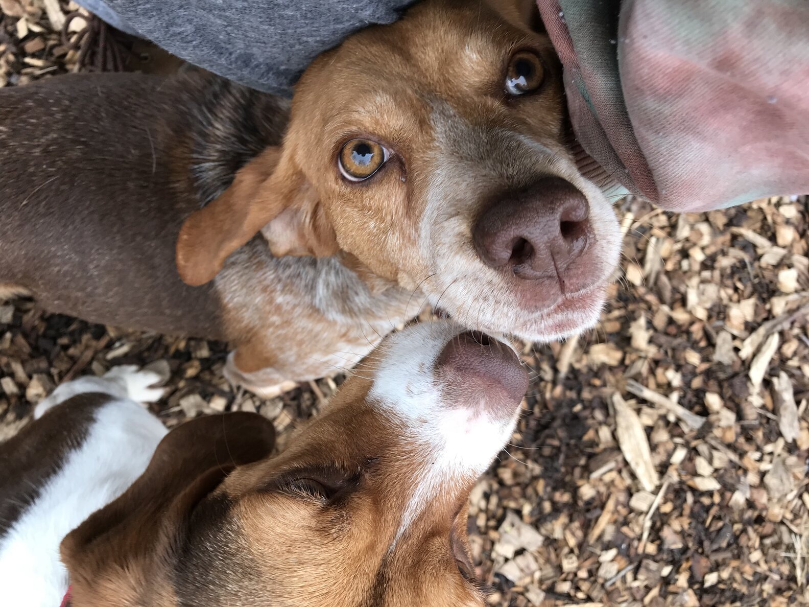 Beagle Mother And Daughter Have Sweetest Reunion After Being Separated ...