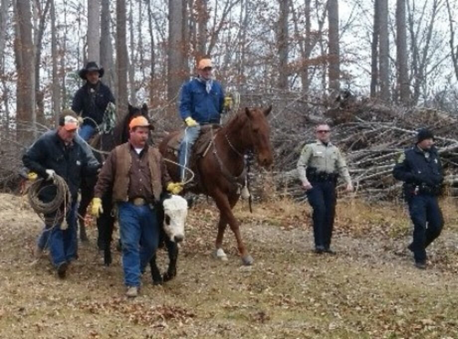 Cowboy Captures Escaped Bull And Finds Him The Best Home - The Dodo
