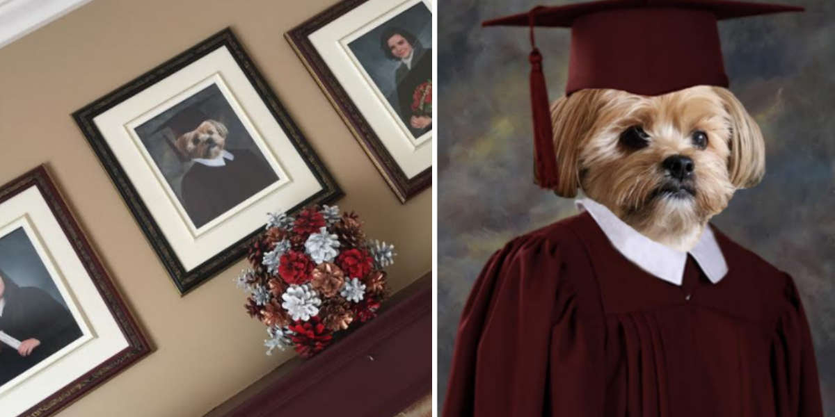 Dog Gets Very Own Graduation Picture So He Doesn't Feel Left Out - The Dodo