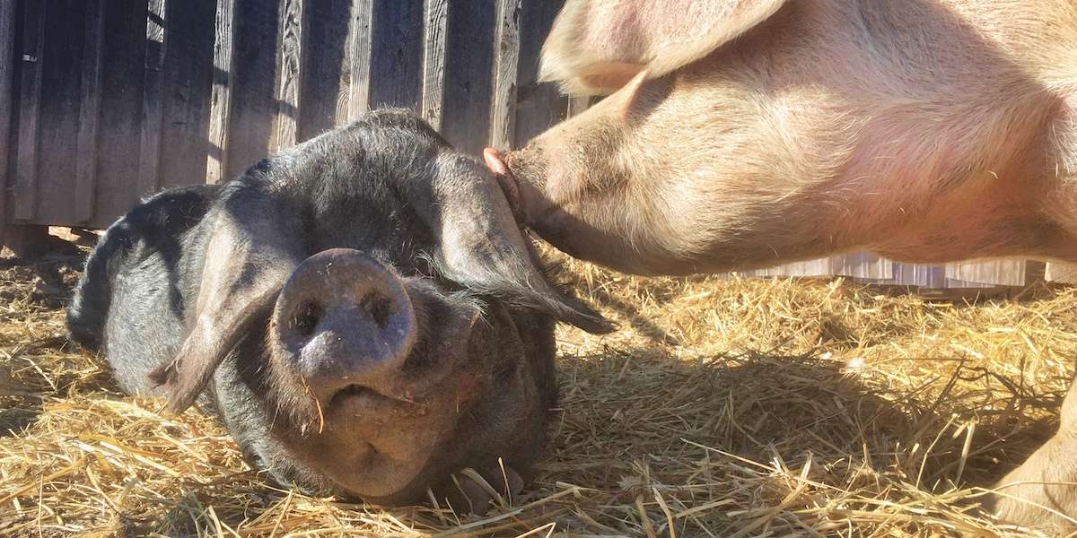 Hungry Pig Rescued From Farm Was Saving Food To Give To His Friend ...